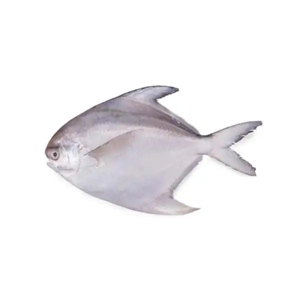 White Pomfret Small 1Kg - Fresh and Tasty Fish – Greenvalley Lahore